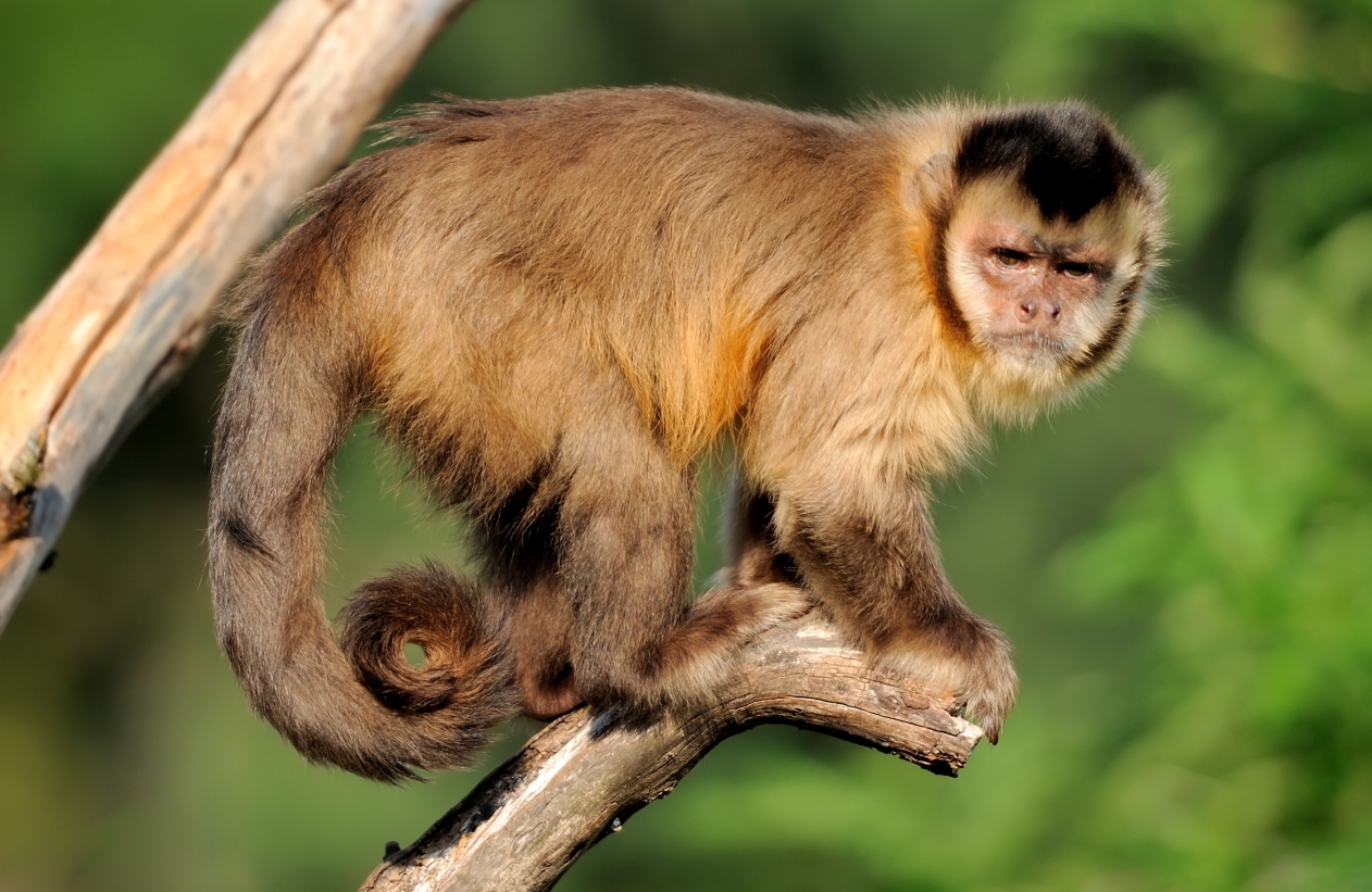 Exploring the Amazon Rainforest ~ CasualSelf.com